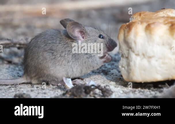 The house mouse is a small mammal of the order Rodentia ...