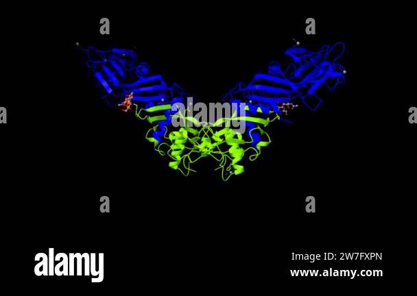 Srtucture of pro-bone morphogenetic protein 9 tetramer: Bone ...