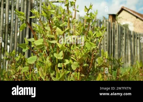 Knotweed Japanese, village house path way stems invasive expansive species dangerous plants leaf ...