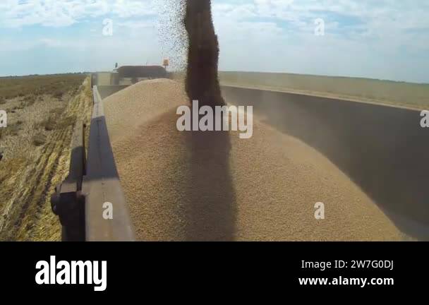 Combine Harvester Auger Unloading Grains of Wheat into Tractor Trailer ...