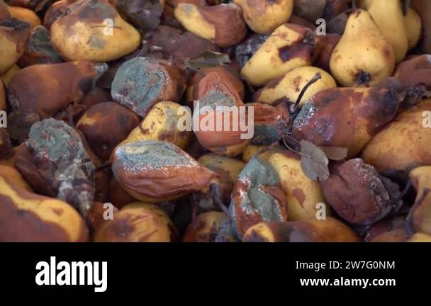 A pile of rotten, moldy pears. Mildew on Fruits. Food loss and waste ...