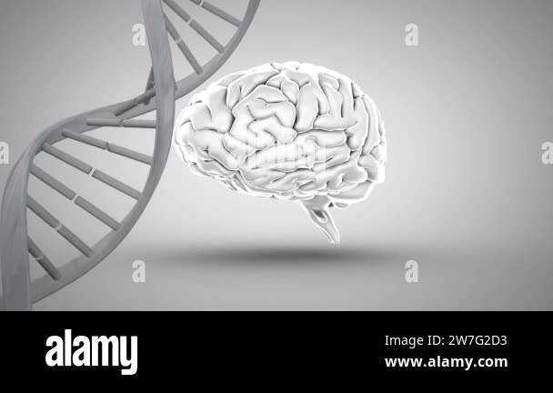 Digital animation of dna structure and human brain spinning against ...