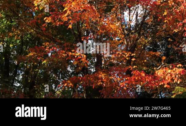 Black tupelo nyssa sylvatica Stock Videos & Footage - HD and 4K Video ...