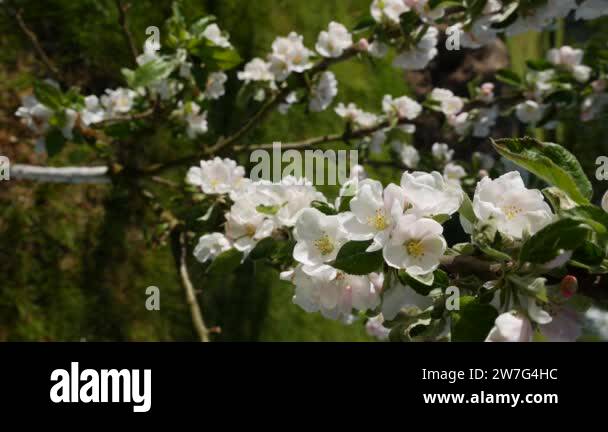 Flowering columnar apple tree Stock Videos & Footage - HD and 4K Video ...