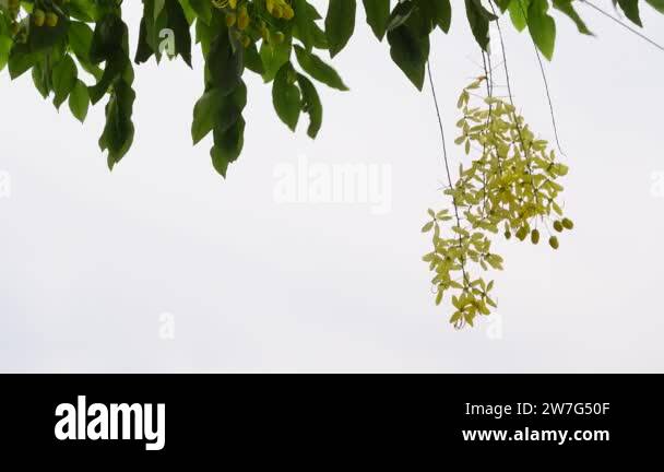 Cassia fistula, known as the golden rain tree, canafistula, and in ...