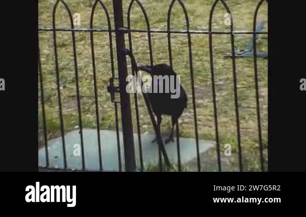 LONDON, UNITED KINGDOM 05 MAY 1977: Black crow detail in 70's 4k ...