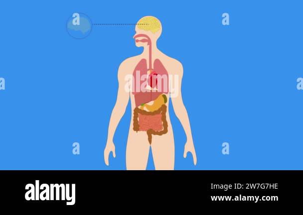 Animation Of Human Organs Internal Diagram Body Of Human Internal Organs Brain Heart Lungs