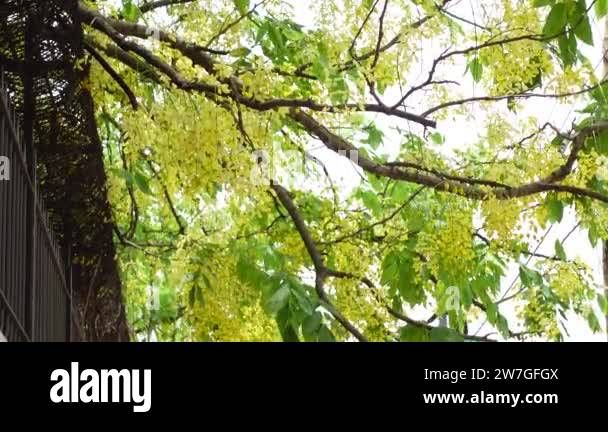 Cassia fistula, known as the golden rain tree, canafistula, and in ...