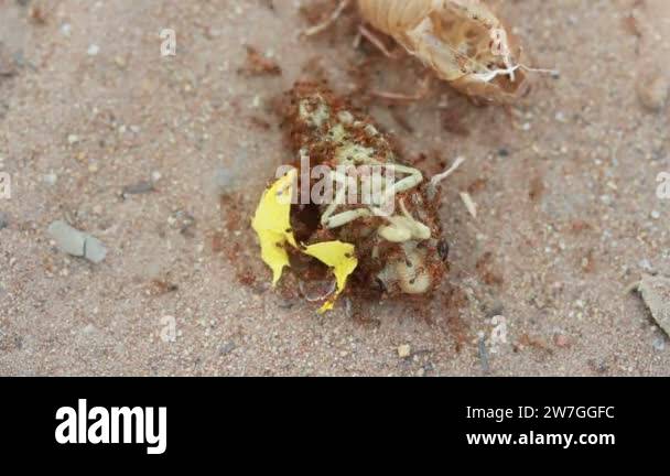 Driver ants Stock Videos & Footage - HD and 4K Video Clips - Alamy