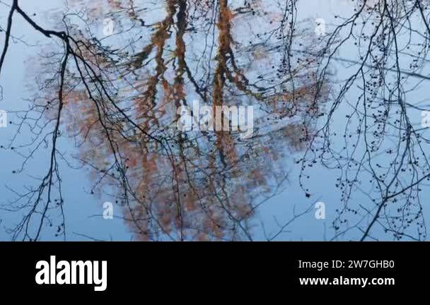 Water reflection of tree in a pond Stock Videos & Footage - HD and 4K ...