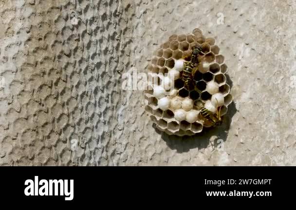 Bee pollen is stored in combs. Bees inside the hive, cells with honey ...