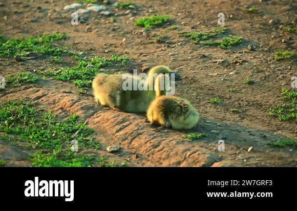 Adorable geese lying down Stock Videos & Footage - HD and 4K Video ...