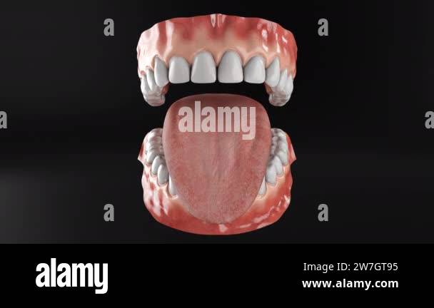 Realistic mouth with gums teeth and tongue 4k animation Stock Video ...
