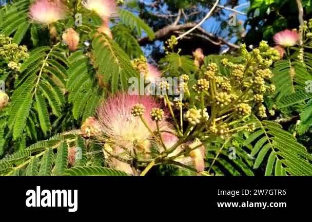 Fluffy pink flowers of Constantinople acacia sway in the wind ...