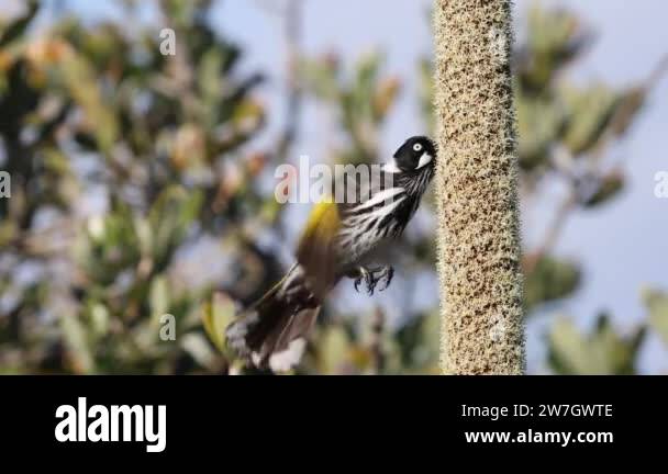 Tree nectar Stock Videos & Footage - HD and 4K Video Clips - Alamy