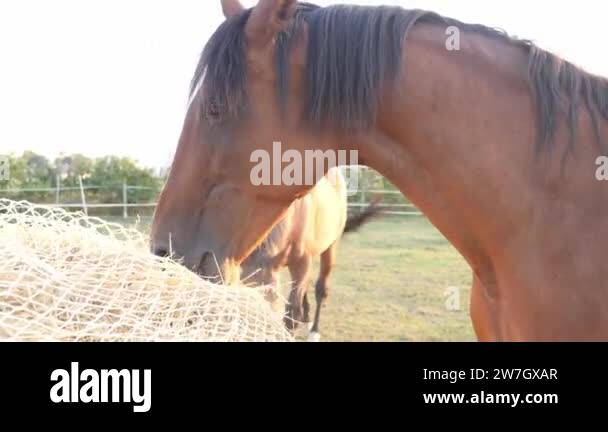 Horse eating hay from a special hay net. Slow feeder hay nets allows ...