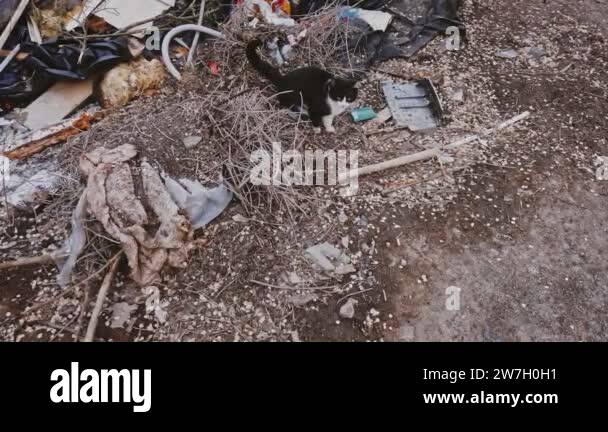 Dirty habitat Stock Videos & Footage - HD and 4K Video Clips - Alamy