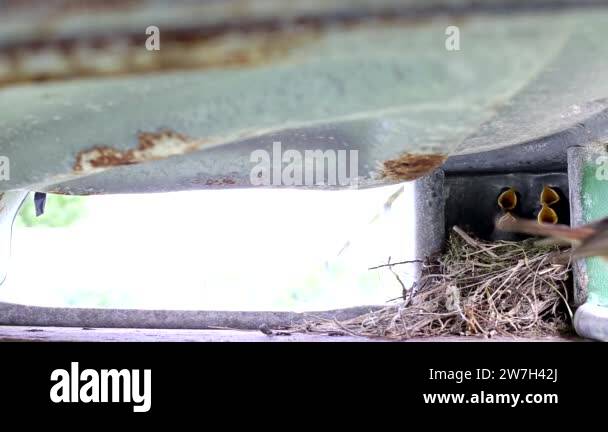 Brood rearing Stock Videos & Footage - HD and 4K Video Clips - Alamy