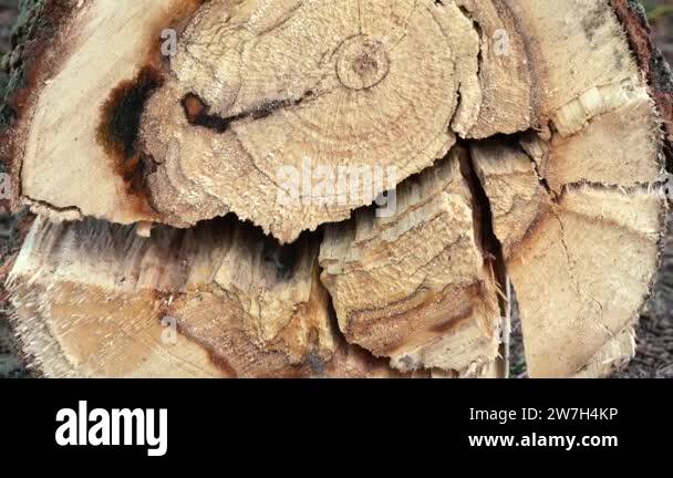 structure of a stump from a sawn tree is large Stock Video Footage - Alamy