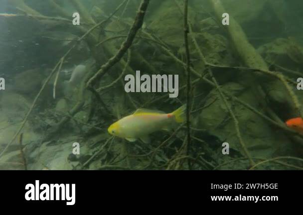 Invasive fish species in a Utah river as the goldfish swim in American ...