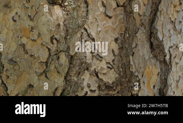 Pinus nigra trunk bark Stock Videos & Footage - HD and 4K Video Clips ...