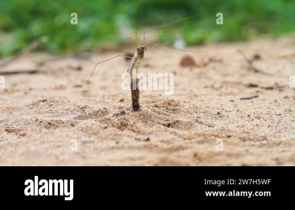 Crane fly mosquito larva hatches from a cocoon from underground Stock ...