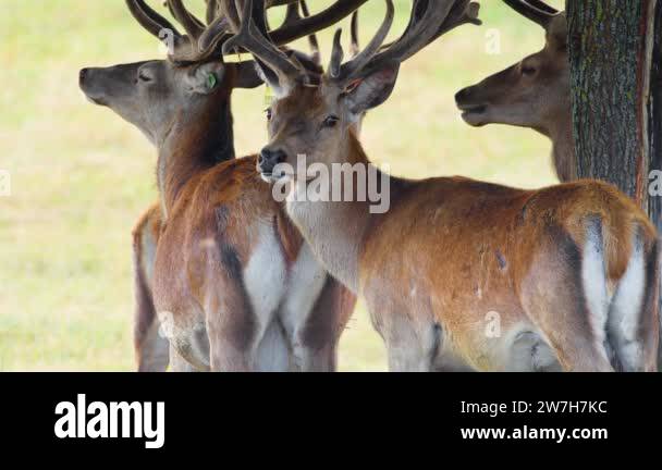 Deers with big horns in the natural environment, Protection of Nature ...