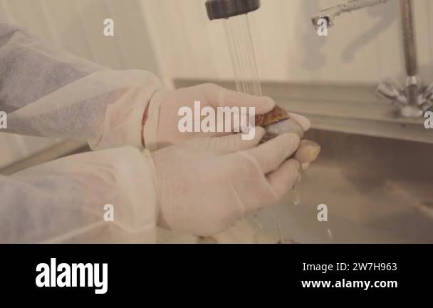 Extraction of mucin from snails. The modern method of snail extraction ...