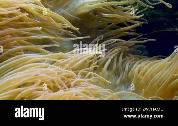 Sea anemones are a group of marine,Sea anemones are classified in the ...