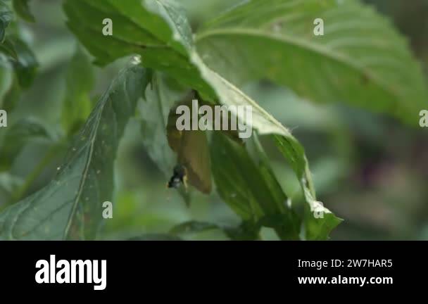 Butterfly cocoon and parasite. A parasitic insect attacks a butterfly ...