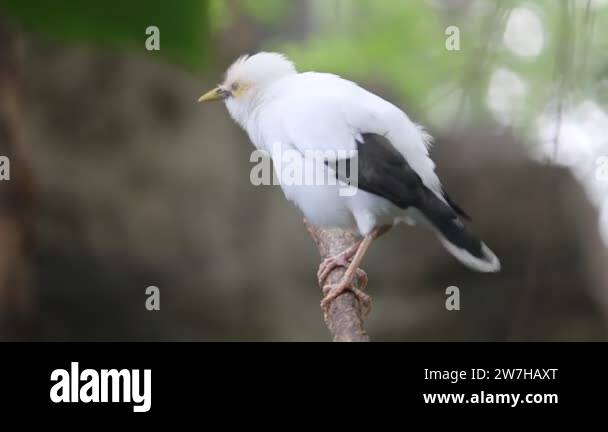 White Myna or Black Winged Myna (Acridotheres Melanopterus) on the ...