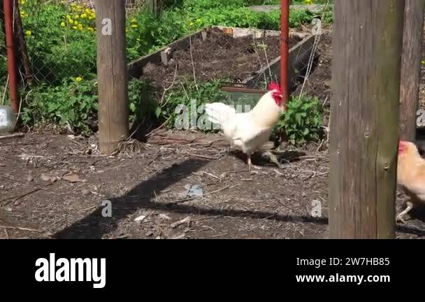 Free range chicken on organic animal farm freely grazing in yard on ...