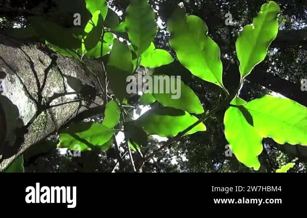 Segmented plant Stock Videos & Footage - HD and 4K Video Clips - Alamy