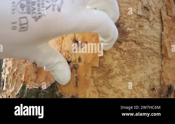 Dying oak tree bark Stock Videos & Footage - HD and 4K Video Clips - Alamy