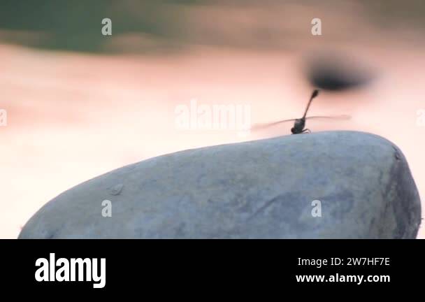 Tiger wings Stock Videos & Footage - HD and 4K Video Clips - Alamy