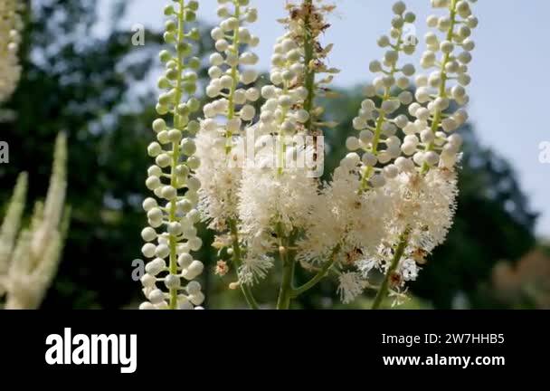 Actaea heracleifolia in garden. Growing medicinal plants in the garden ...