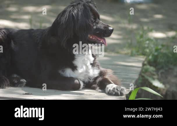 Dog panting shade Stock Videos & Footage - HD and 4K Video Clips - Alamy