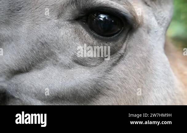Mammal eye Stock Videos & Footage - HD and 4K Video Clips - Alamy
