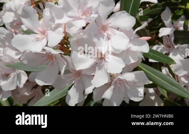 Tropical plants ornamental flowers Stock Videos & Footage - HD and 4K ...
