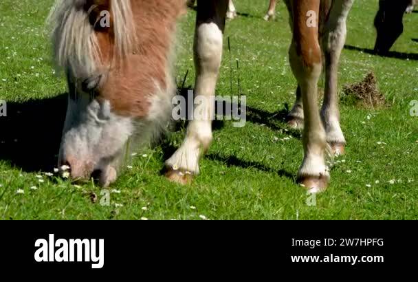 Wild horses gower Stock Videos & Footage - HD and 4K Video Clips - Alamy