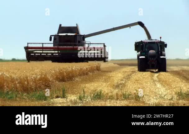 Combine Unloading Wheat Grain ; Combine Harvester Unloader Pouring ...