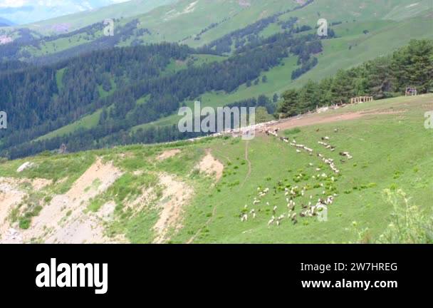 Free range animals Stock Videos & Footage - HD and 4K Video Clips - Alamy