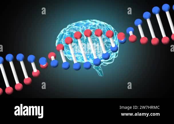 Digital animation of dna structure and human brain spinning against ...