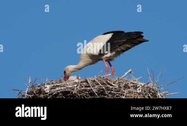 Storks, Camargue, France.Parents giving food to young birds Stock Video ...