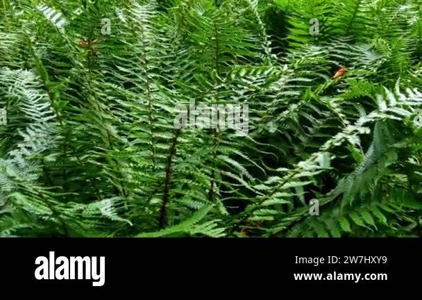 Bracken family Stock Videos & Footage - HD and 4K Video Clips - Alamy