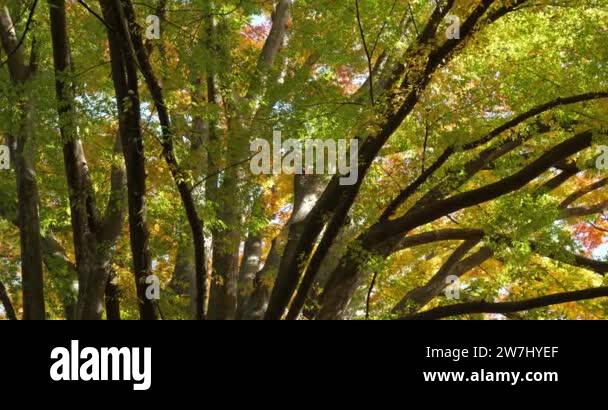 Japanese zelkova known as Japanese elm or keyaki Stock Video Footage ...
