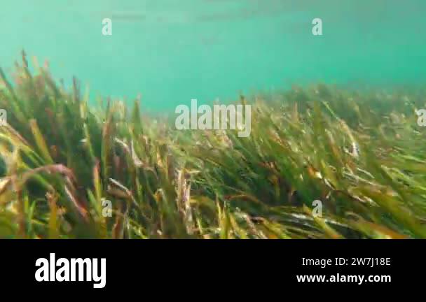 Fish pov Stock Videos & Footage - HD and 4K Video Clips - Alamy
