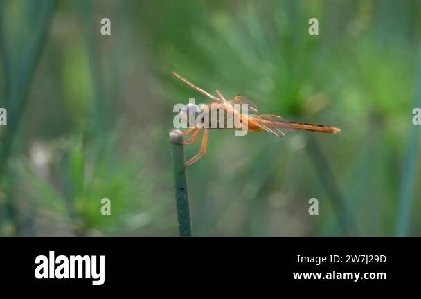 Dragonfly stick Stock Videos & Footage - HD and 4K Video Clips - Alamy