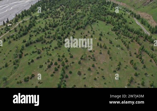 Many pine trees Stock Videos & Footage - HD and 4K Video Clips - Alamy