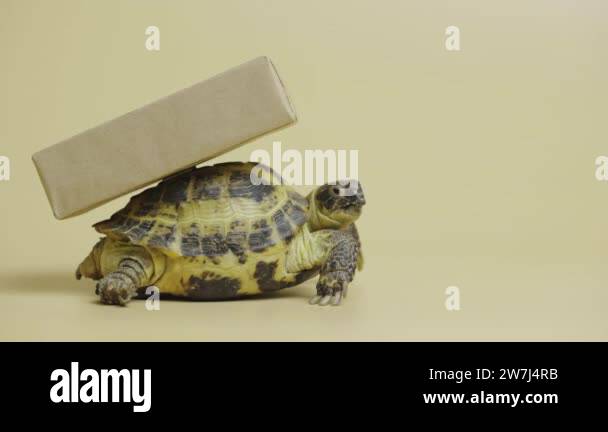 African box turtle Stock Videos & Footage - HD and 4K Video Clips - Alamy